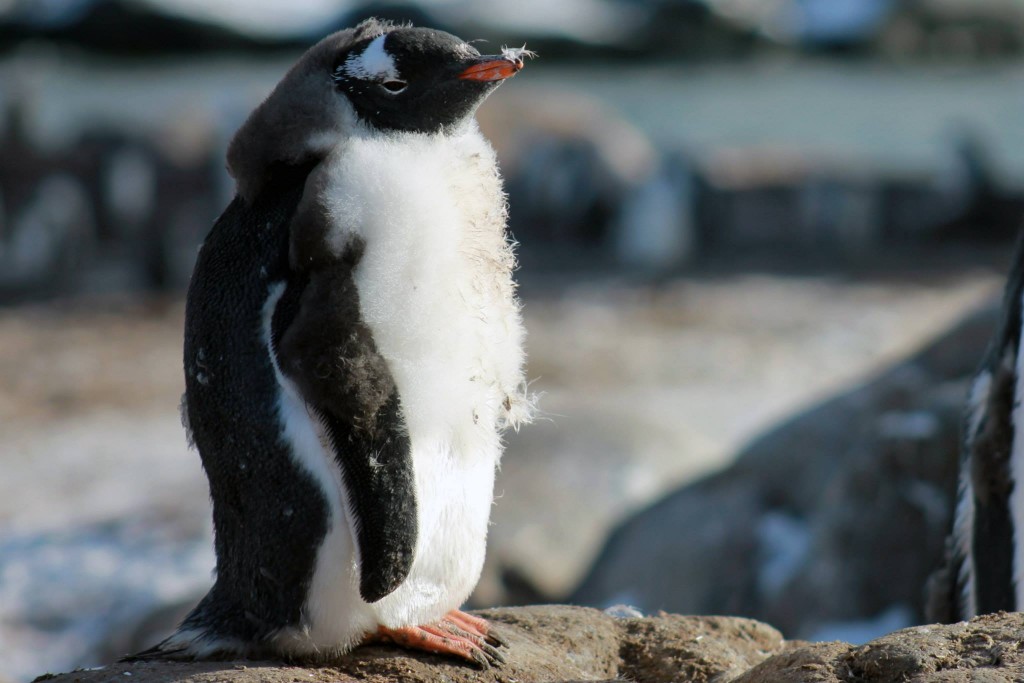 In Photos: An Egyptian’s Epic Trip to the Land of Penguins | Egyptian ...