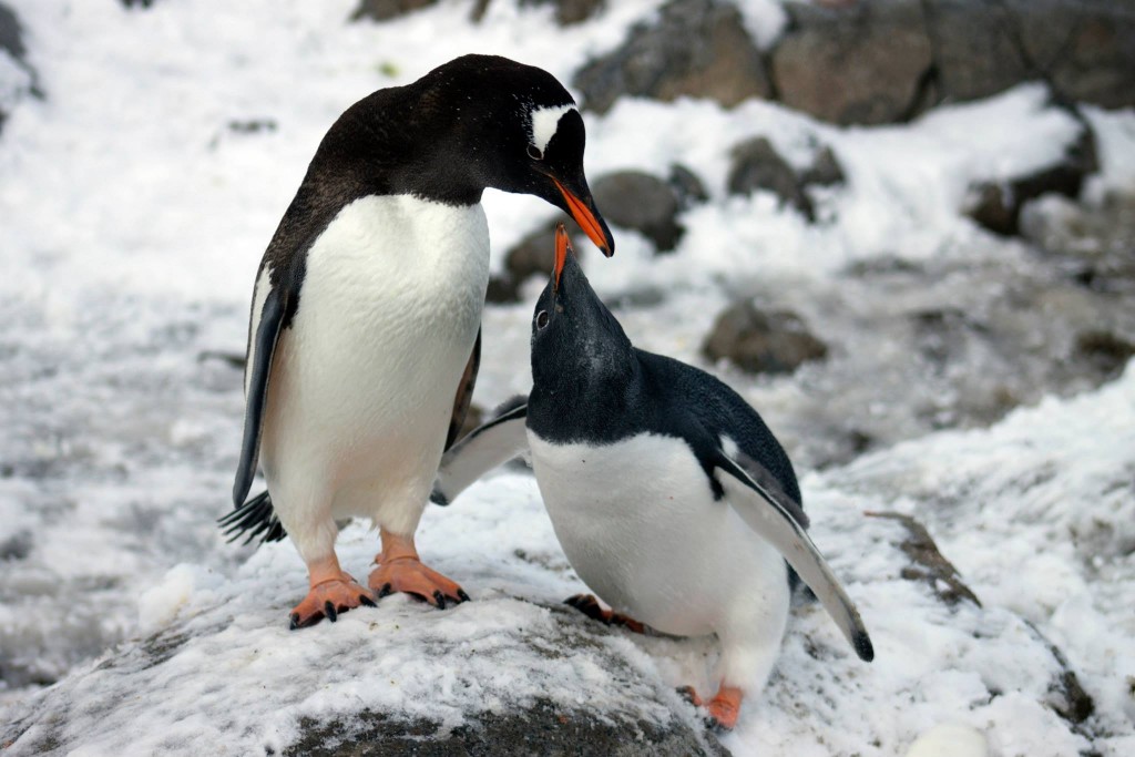 In Photos: An Egyptian’s Epic Trip to the Land of Penguins | Egyptian ...
