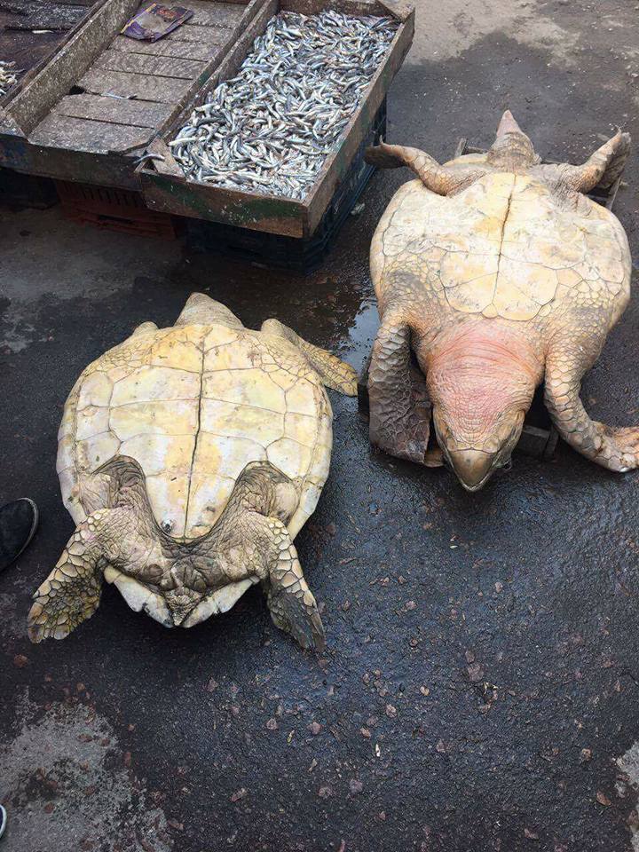 Alexandria’s Governor Intervenes to Save Sea Turtles from Illegal ...