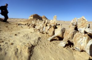 Egyptian Paleontologists Discover a 37-Million-Year-Old Catfish ...