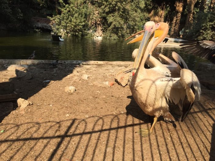 New Zoo Established in Cairo’s International Garden in Attempt to ...