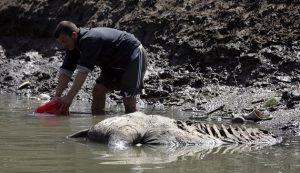 How Does the Nile’s Pollution Affect Its Ecosystem and Us? | Egyptian ...