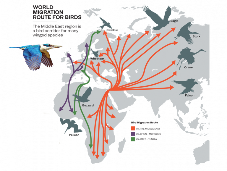 From Mythical Creature to Endangered Species: The Egyptian Vulture ...