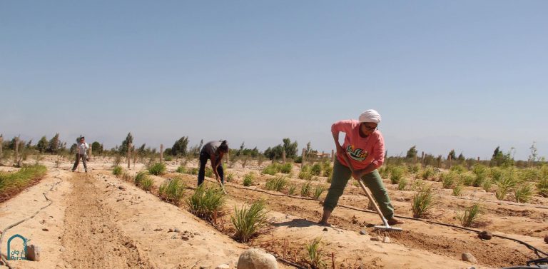 Moonlight by the Mountains: Enchanting Sinai | Egyptian Streets