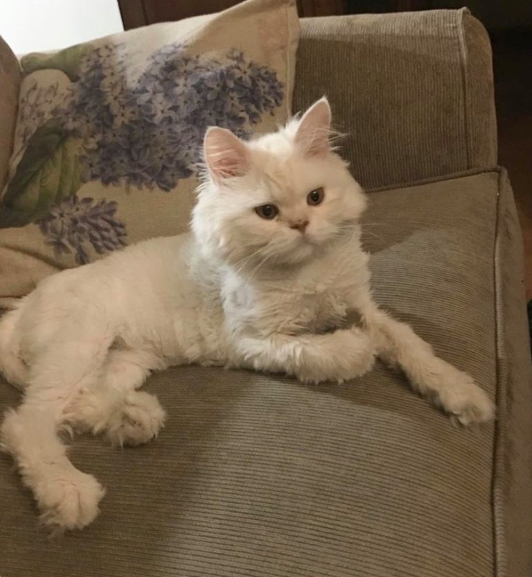 Fluffy Bundles of Joy: Photos and Stories of Adopted Baladi Cats and ...