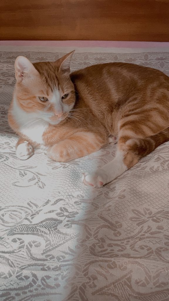 Fluffy Bundles of Joy: Photos and Stories of Adopted Baladi Cats and ...