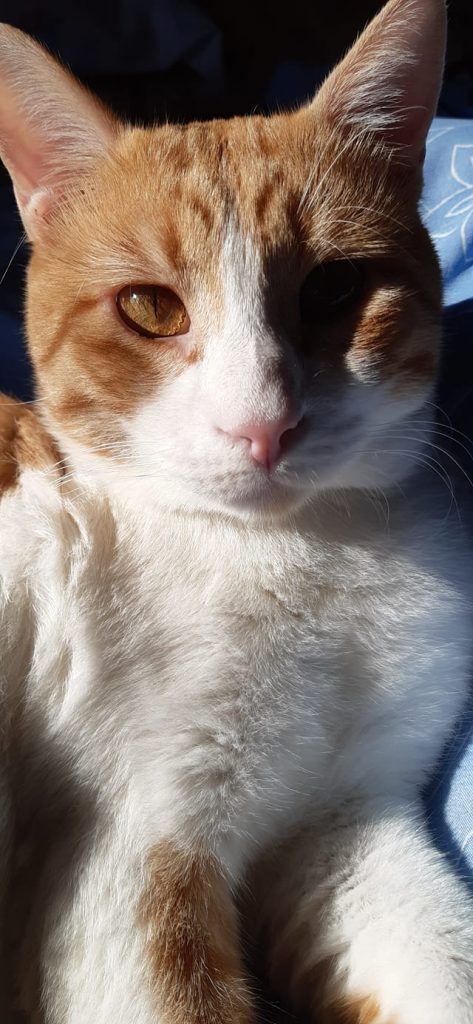 Fluffy Bundles of Joy: Photos and Stories of Adopted Baladi Cats and ...