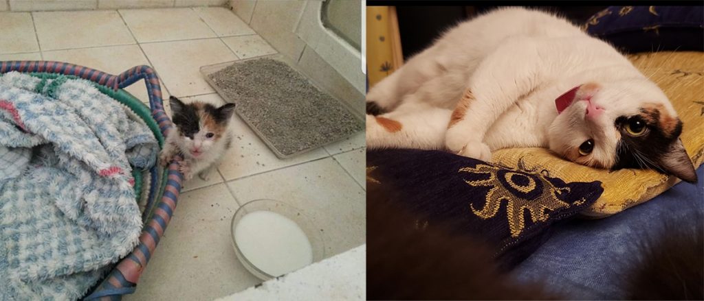 Fluffy Bundles of Joy: Photos and Stories of Adopted Baladi Cats and ...