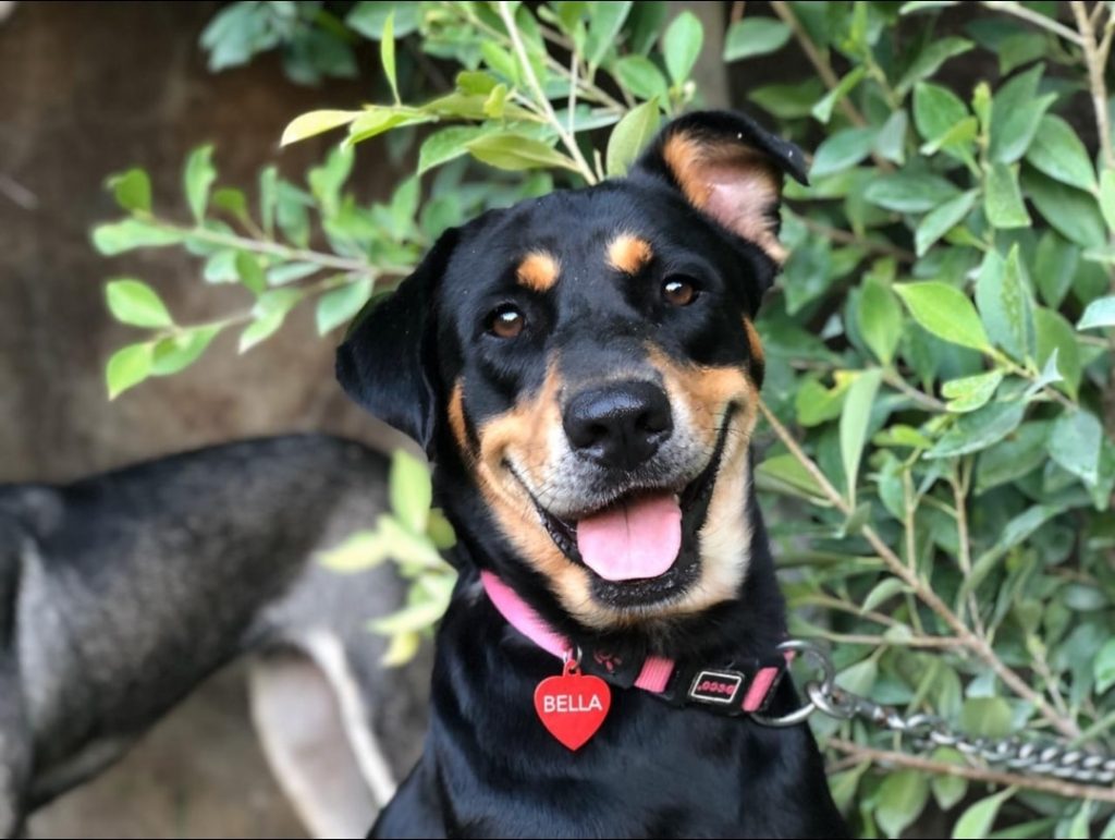 Fluffy Bundles of Joy: Photos and Stories of Adopted Baladi Cats and ...
