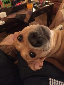 Fluffy Bundles of Joy: Photos and Stories of Adopted Baladi Cats and ...