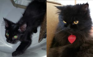 Fluffy Bundles of Joy: Photos and Stories of Adopted Baladi Cats and ...