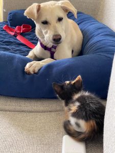 Fluffy Bundles of Joy: Photos and Stories of Adopted Baladi Cats and ...