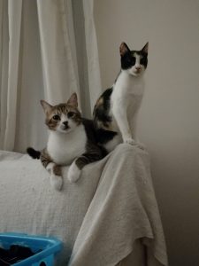 Fluffy Bundles of Joy: Photos and Stories of Adopted Baladi Cats and ...