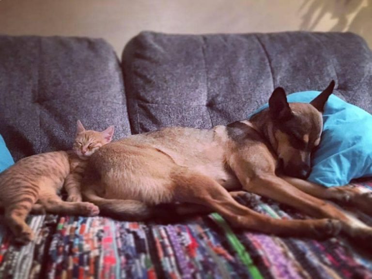 Fluffy Bundles of Joy: Photos and Stories of Adopted Baladi Cats and ...