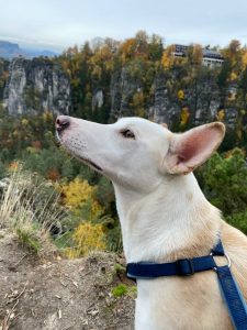 Fluffy Bundles of Joy: Photos and Stories of Adopted Baladi Cats and ...