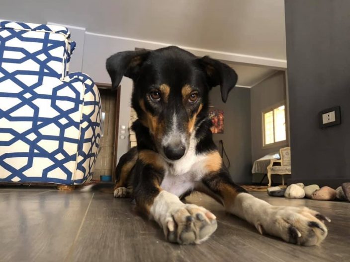 Fluffy Bundles of Joy: Photos and Stories of Adopted Baladi Cats and ...