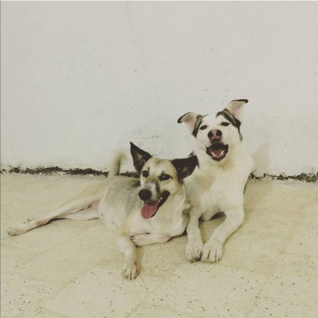 Fluffy Bundles of Joy: Photos and Stories of Adopted Baladi Cats and ...