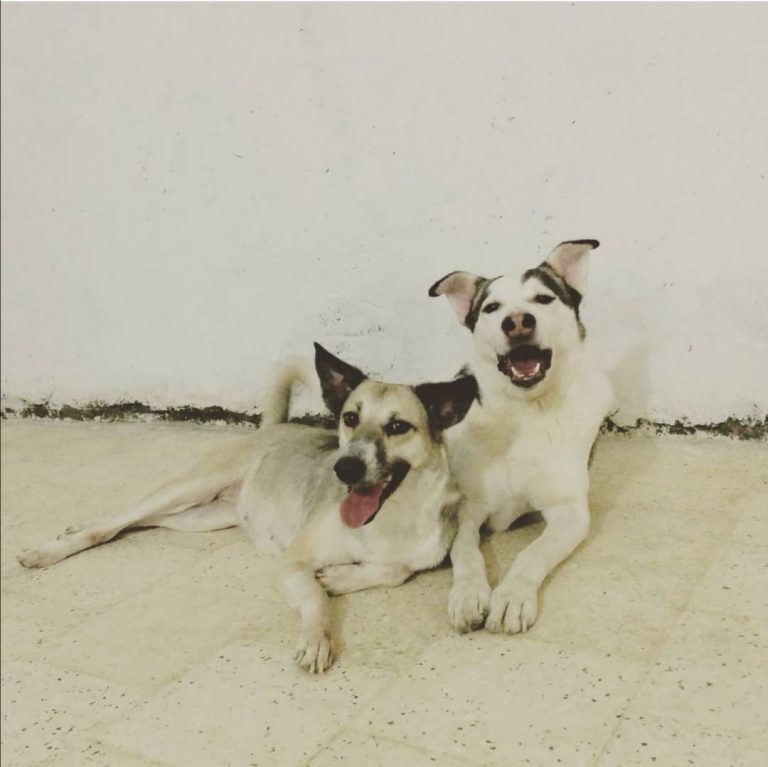 Fluffy Bundles of Joy: Photos and Stories of Adopted Baladi Cats and ...