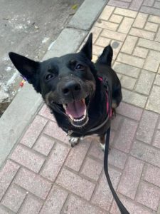 Fluffy Bundles of Joy: Photos and Stories of Adopted Baladi Cats and ...