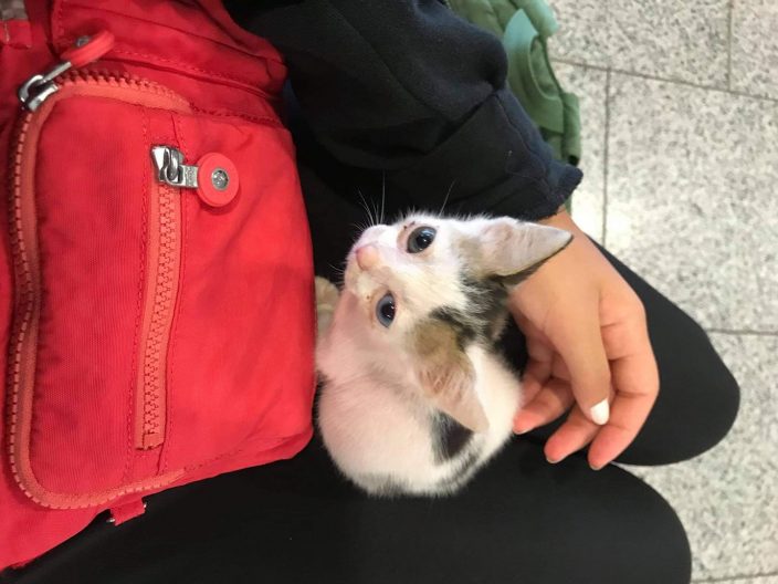 Fluffy Bundles of Joy: Photos and Stories of Adopted Baladi Cats and ...