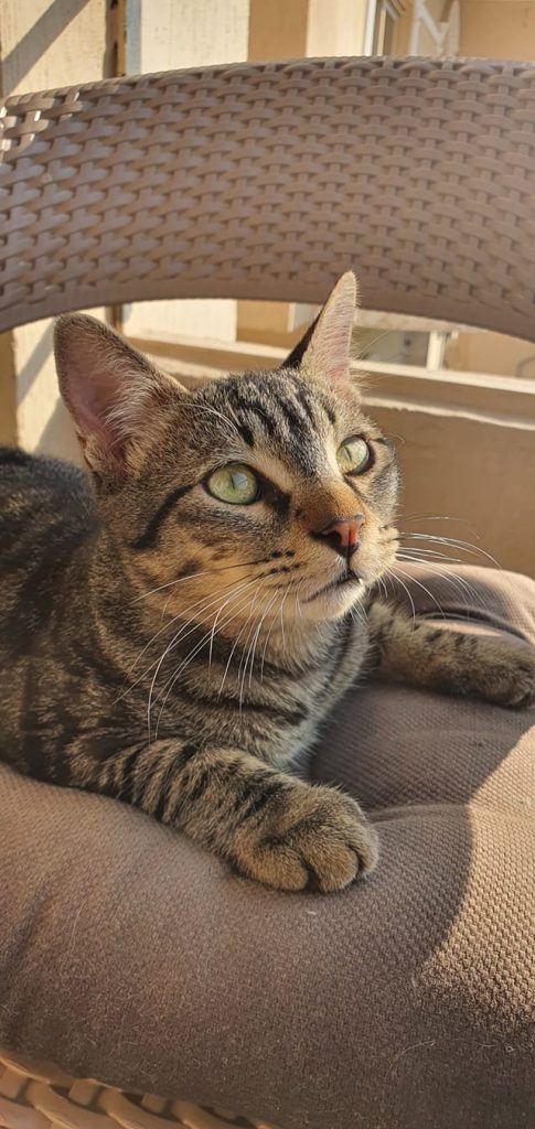 Fluffy Bundles of Joy: Photos and Stories of Adopted Baladi Cats and ...