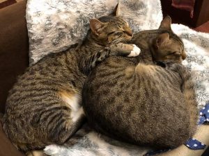 Fluffy Bundles of Joy: Photos and Stories of Adopted Baladi Cats and ...