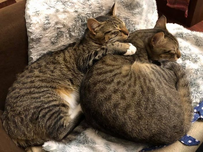 Fluffy Bundles of Joy: Photos and Stories of Adopted Baladi Cats and ...