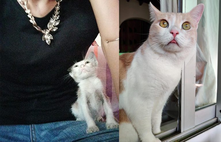 Fluffy Bundles of Joy: Photos and Stories of Adopted Baladi Cats and ...