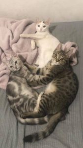 Fluffy Bundles of Joy: Photos and Stories of Adopted Baladi Cats and ...