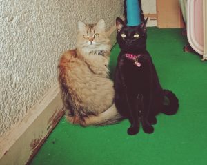 Fluffy Bundles of Joy: Photos and Stories of Adopted Baladi Cats and ...
