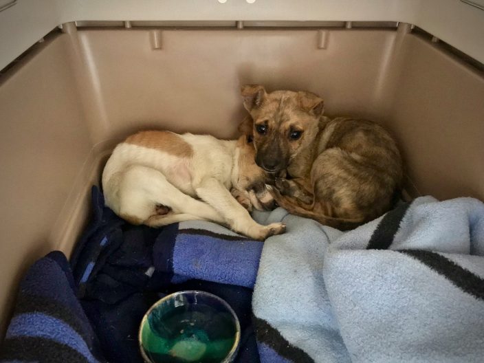 Fluffy Bundles of Joy: Photos and Stories of Adopted Baladi Cats and ...