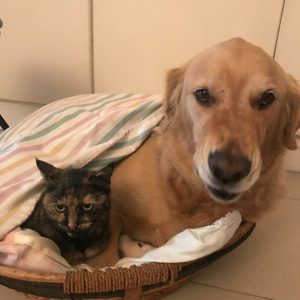 Fluffy Bundles of Joy: Photos and Stories of Adopted Baladi Cats and ...