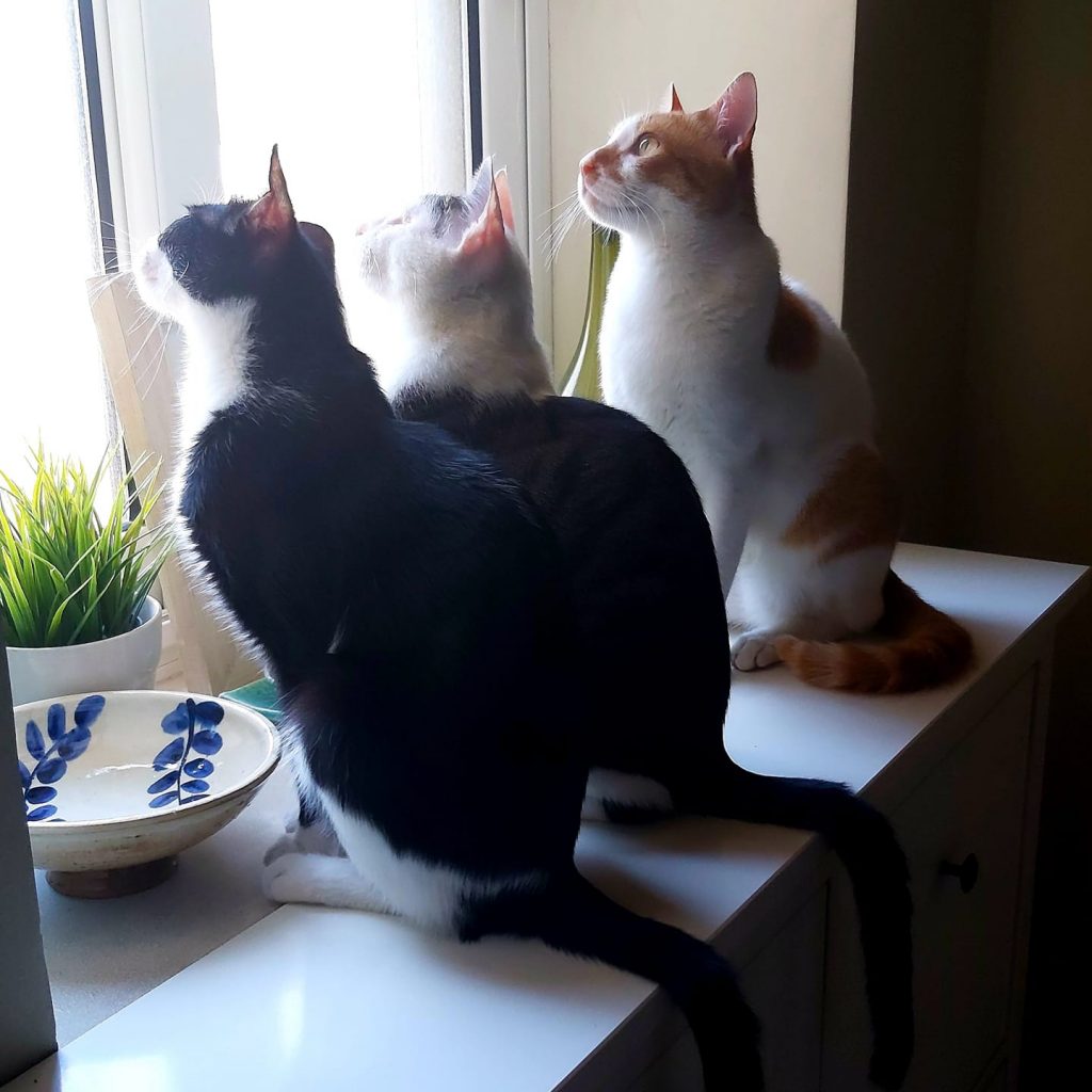 Fluffy Bundles of Joy: Photos and Stories of Adopted Baladi Cats and ...