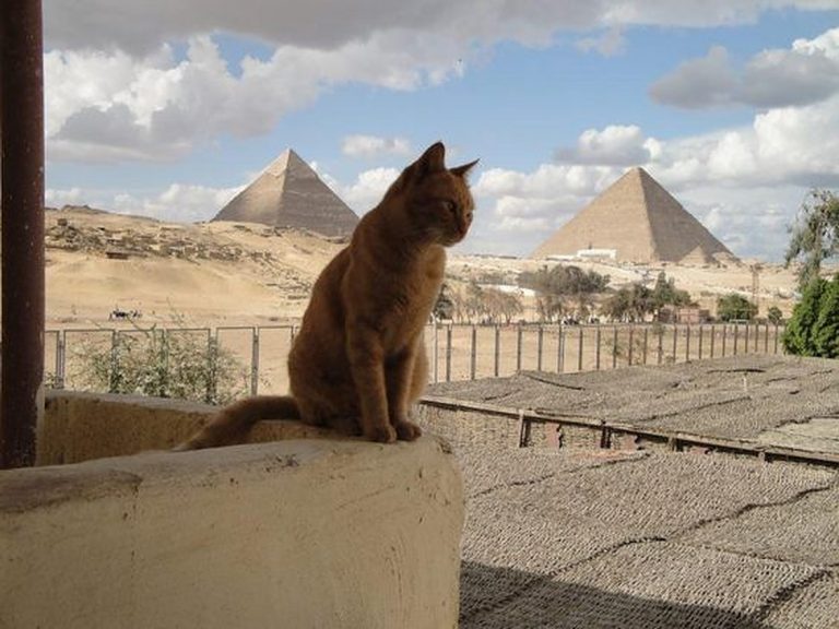 12 Photos of Cats Exploring Ancient Egypt | Egyptian Streets