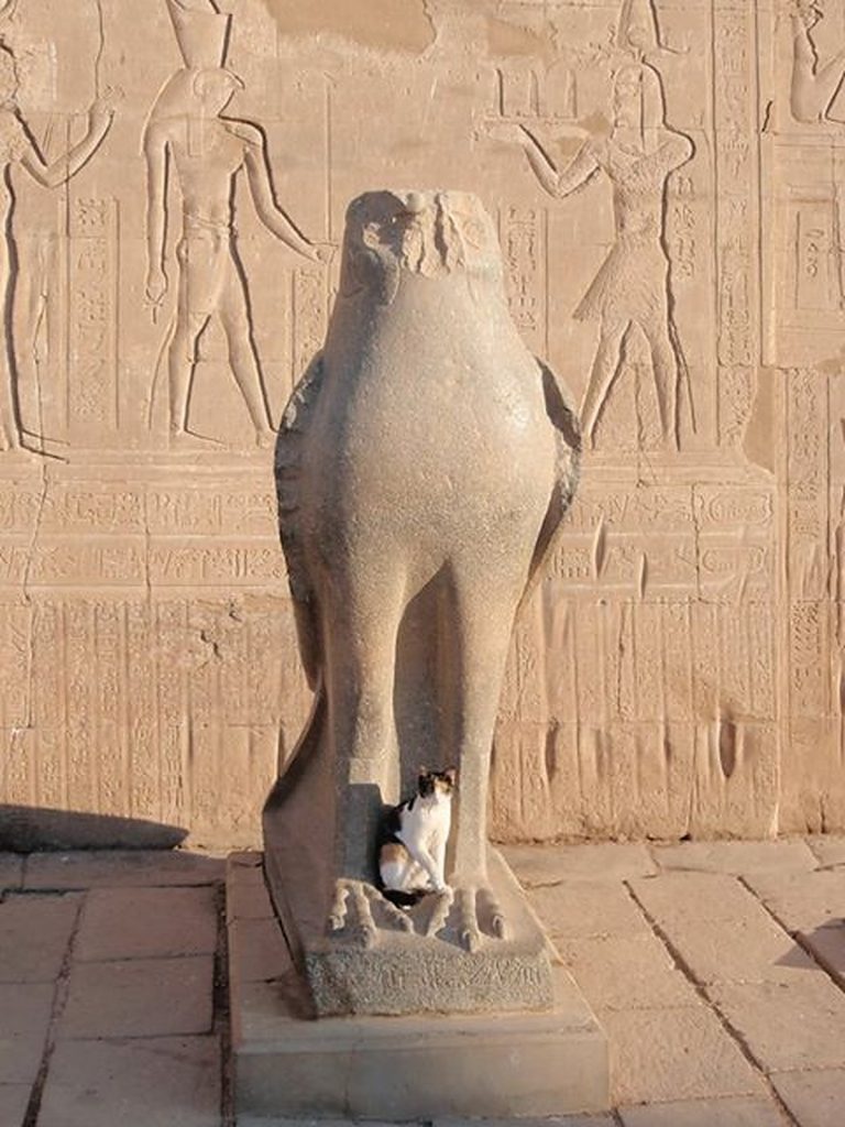 12 Photos of Cats Exploring Ancient Egypt | Egyptian Streets