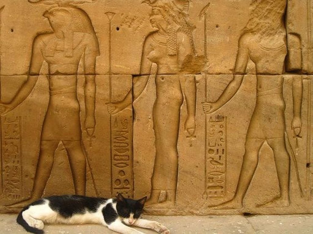 12 Photos of Cats Exploring Ancient Egypt | Egyptian Streets