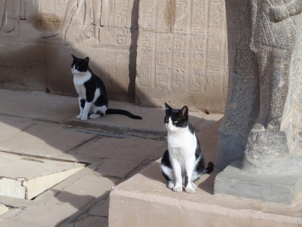 12 Photos of Cats Exploring Ancient Egypt | Egyptian Streets
