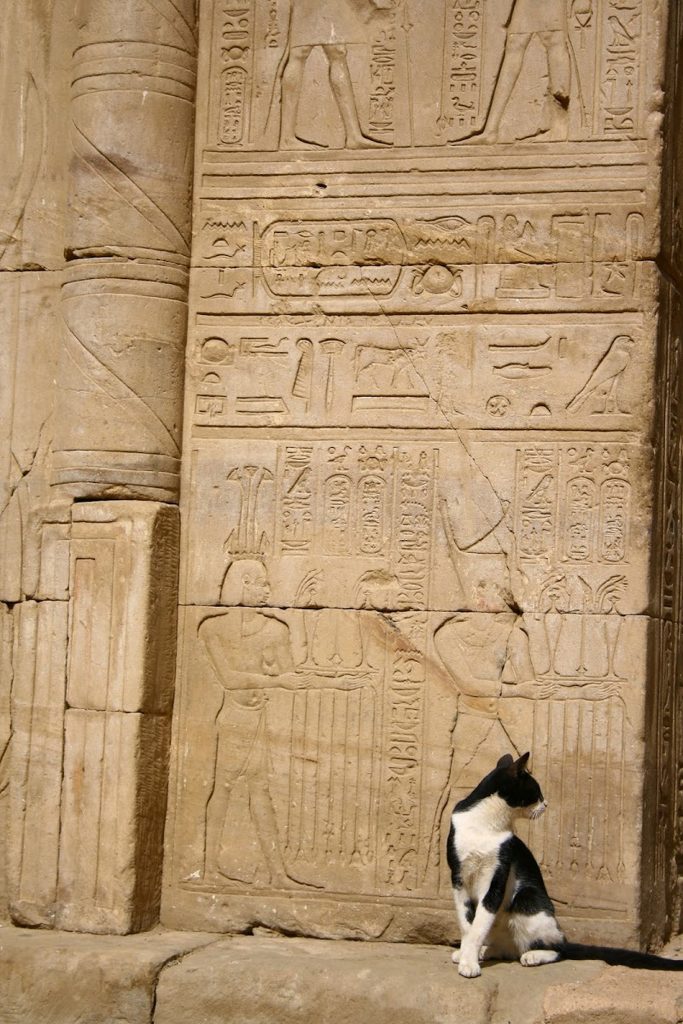 12 Photos of Cats Exploring Ancient Egypt | Egyptian Streets