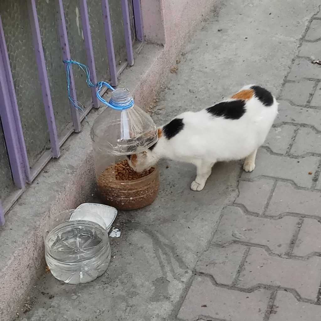 Saving Lives: 9 Ways to Help Stray Animals in Egypt | Egyptian Streets