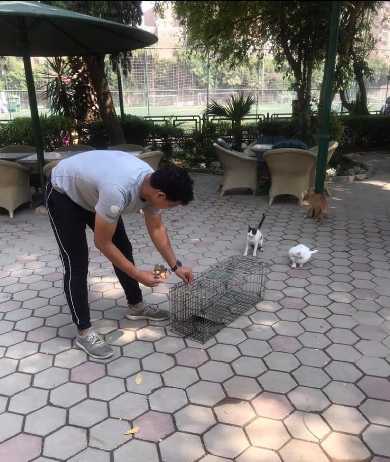 Saving Lives: 9 Ways to Help Stray Animals in Egypt | Egyptian Streets