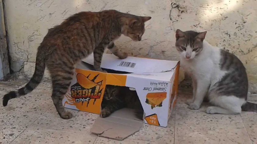 Saving Lives: 9 Ways to Help Stray Animals in Egypt | Egyptian Streets