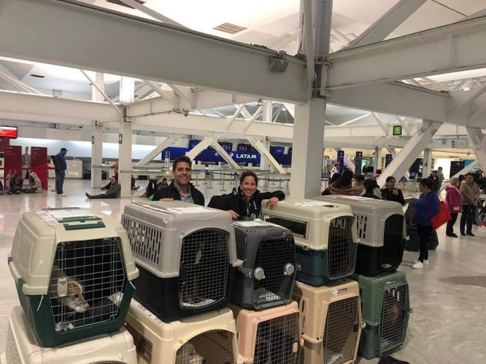 Saving Lives: 9 Ways to Help Stray Animals in Egypt | Egyptian Streets