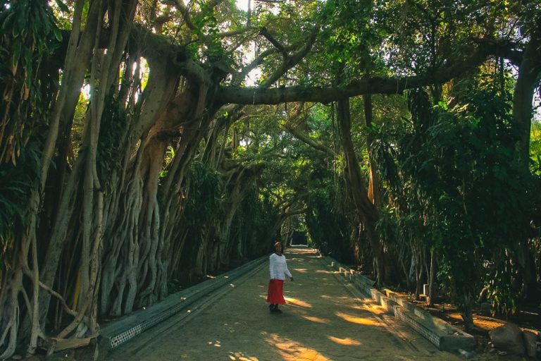 Indian Roots in Egypt: The Banyan Tree in Zamalek | Egyptian Streets