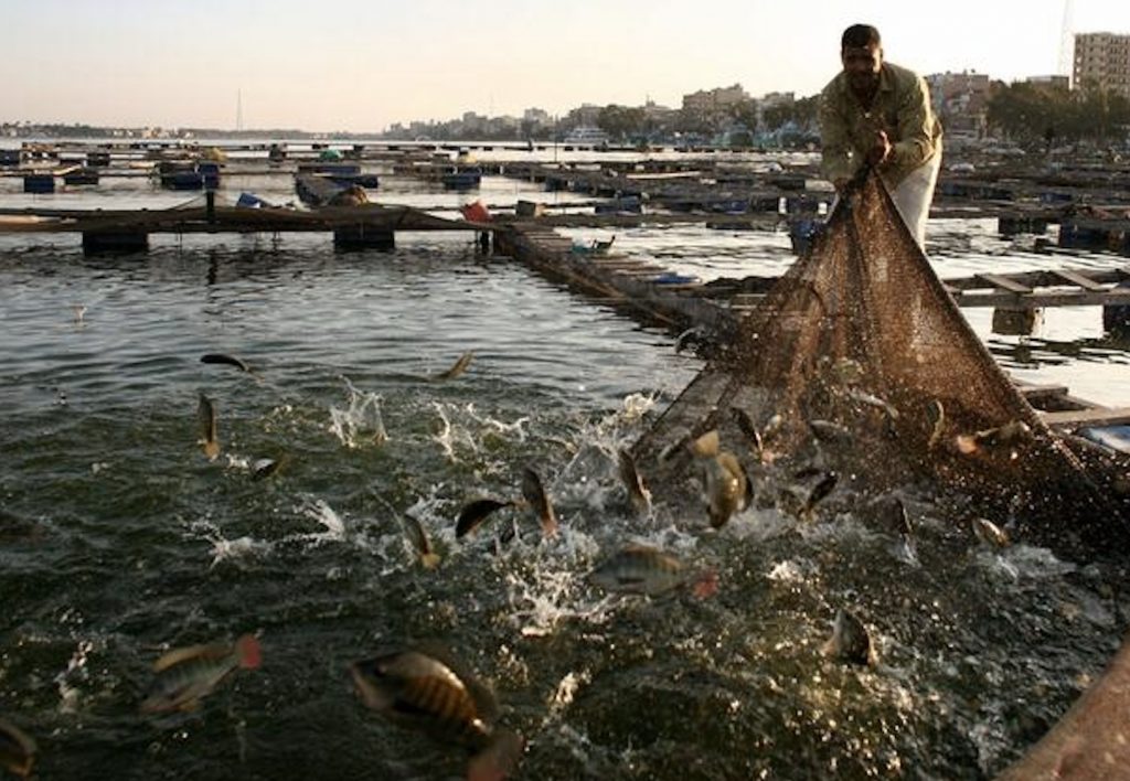 In Photos: Egyptian Fishermen Casting Nets from Dusk until Dawn ...