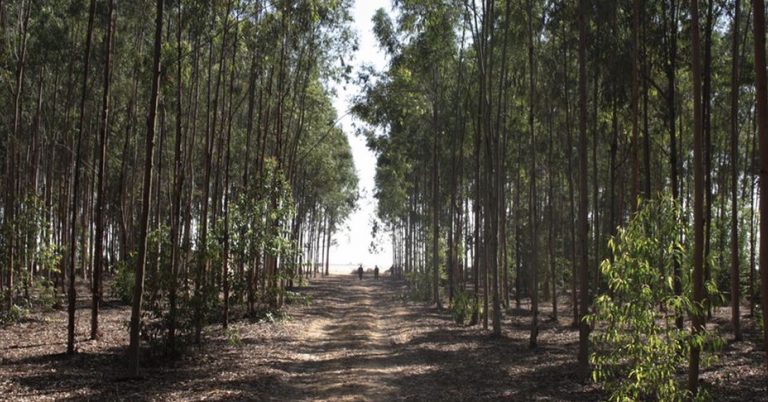 Fighting Desertification and Climate Change: The Serapium Forest in ...