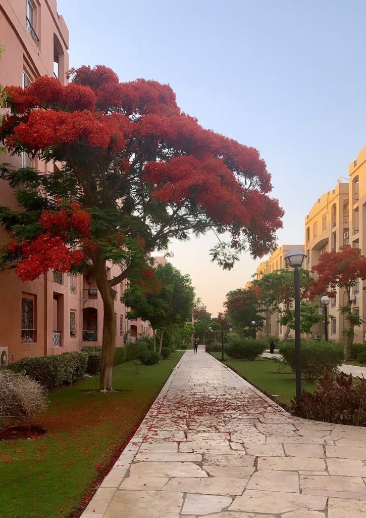 In Bloom: Cairo’s Enchanting Flame Tree | Egyptian Streets