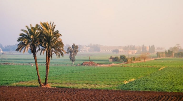 3 Ways Young Egyptians Can Reconnect With Their Rural Roots | Egyptian ...