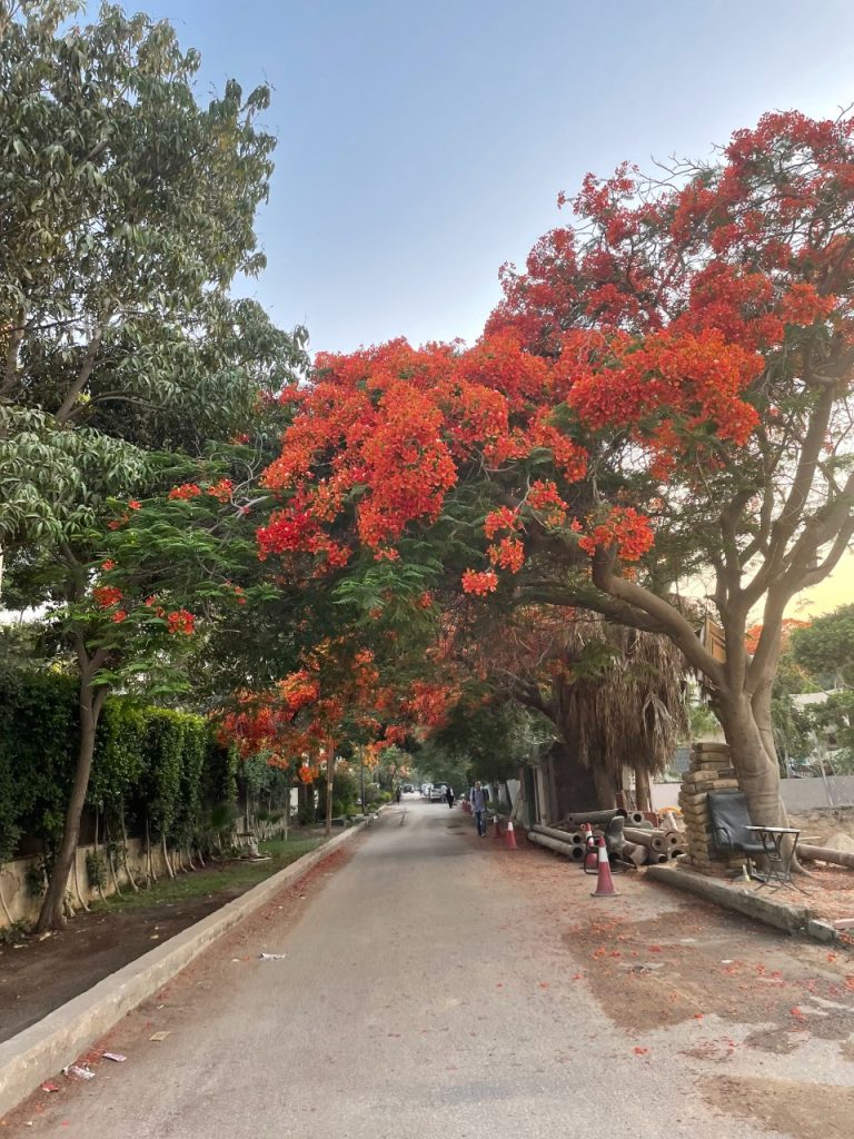In Bloom: Cairo’s Enchanting Flame Tree | Egyptian Streets
