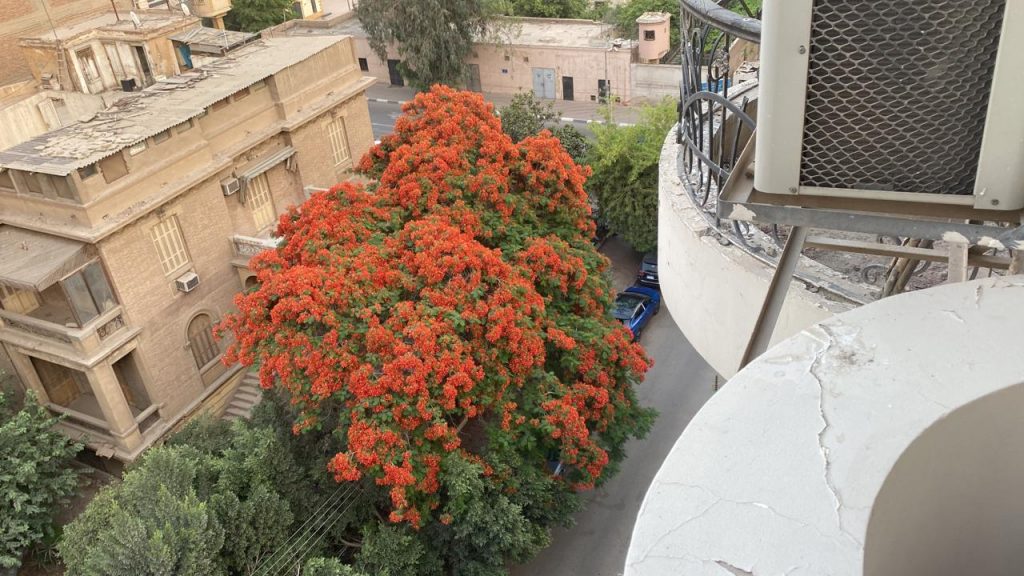 In Bloom: Cairo’s Enchanting Flame Tree | Egyptian Streets
