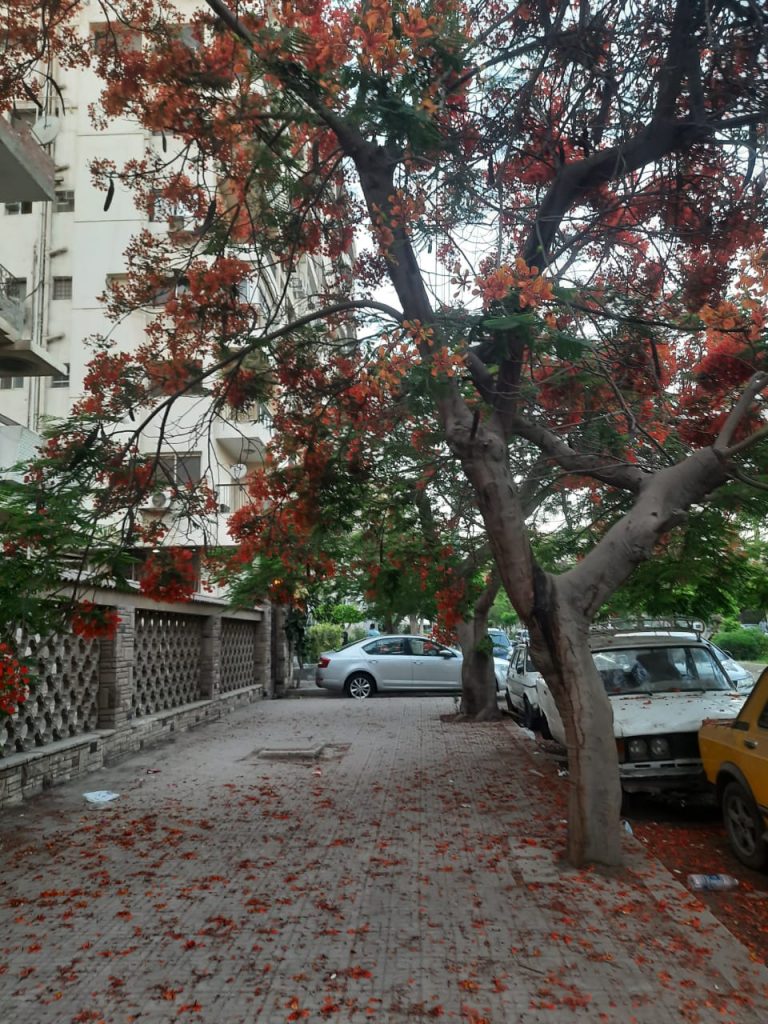 In Bloom: Cairo’s Enchanting Flame Tree | Egyptian Streets